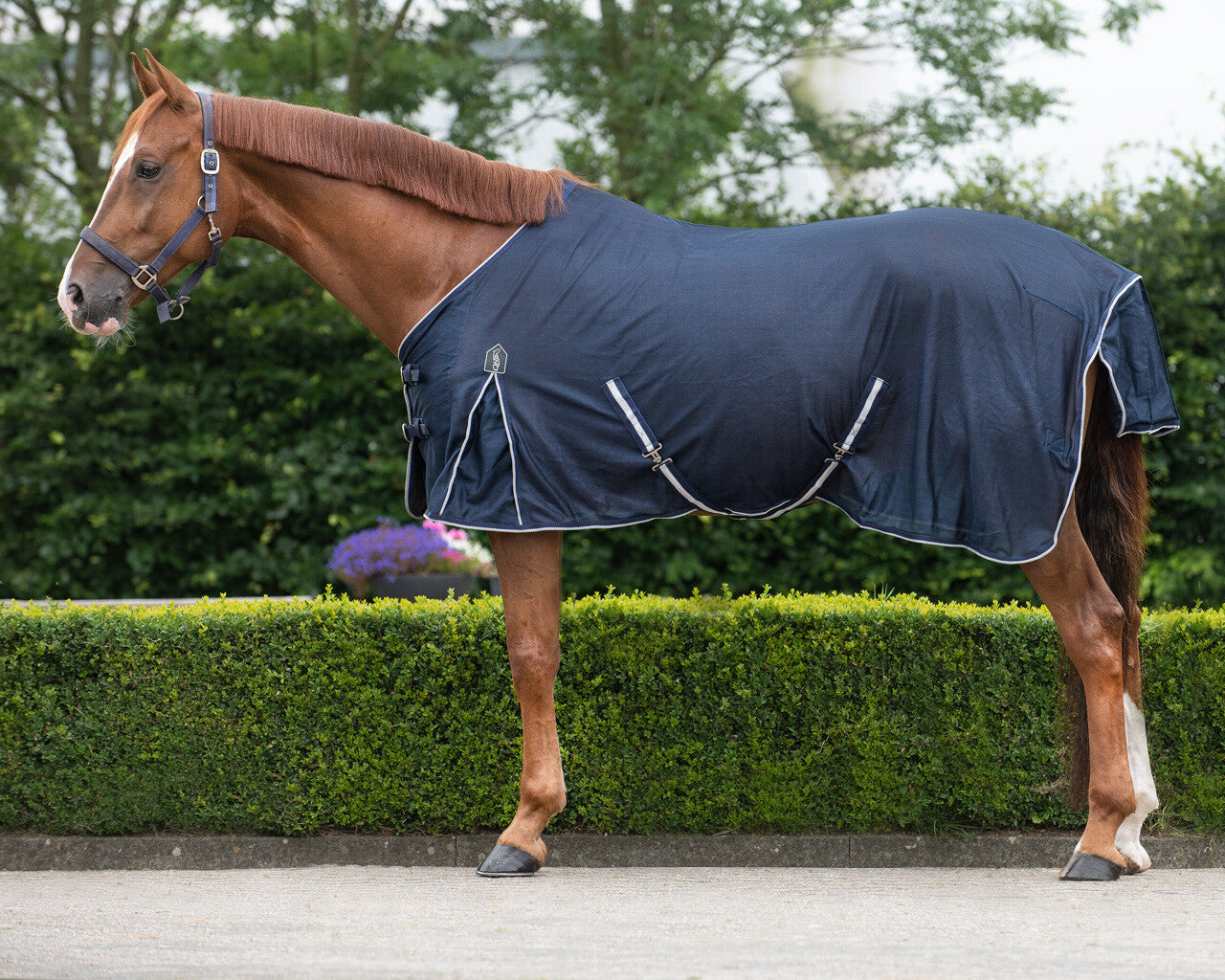 Zafiro - Online horse tack shop for equestrians – Zafiro Equestrian